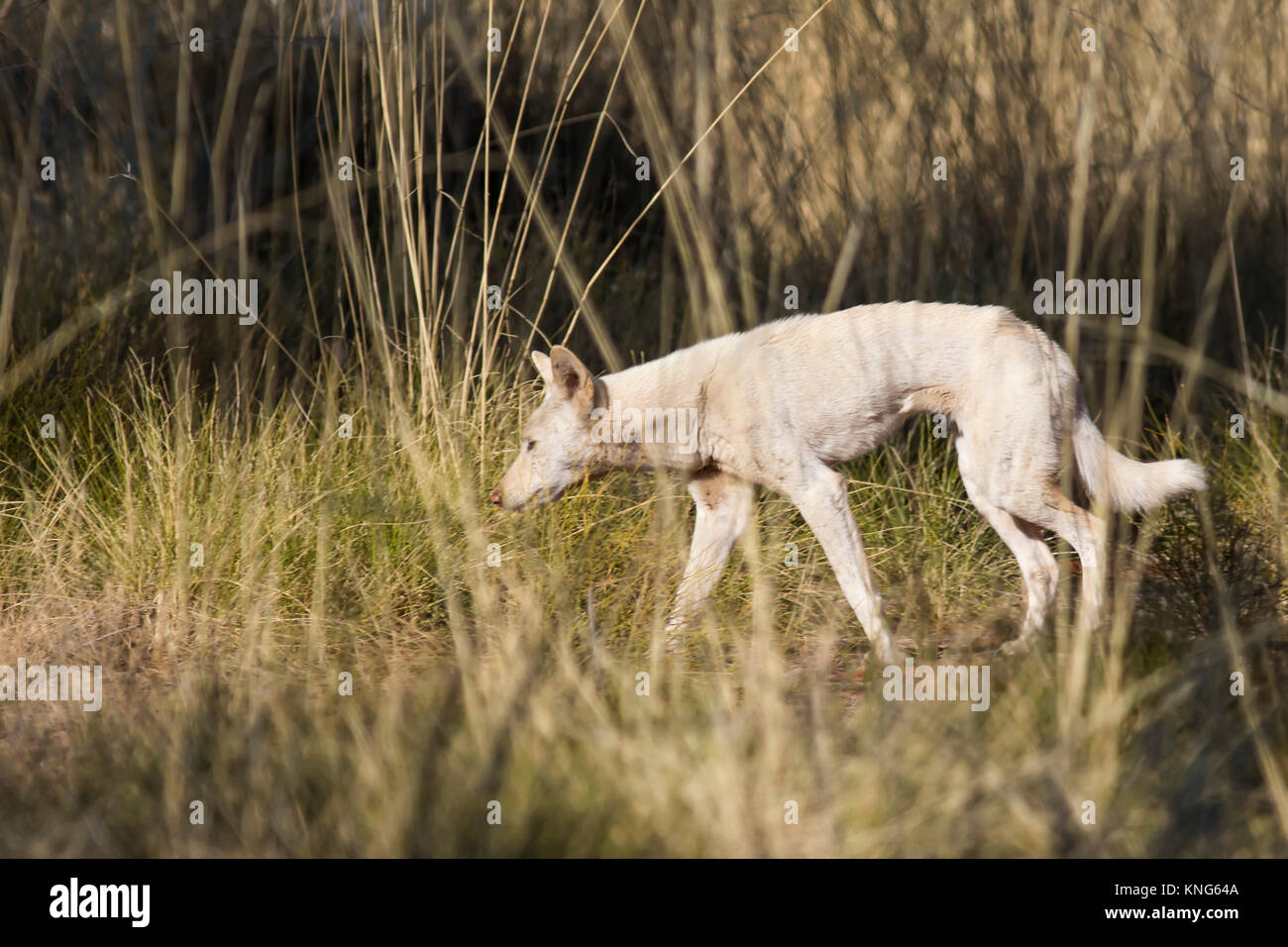 Dingo outback hi-res stock photography and images - Alamy