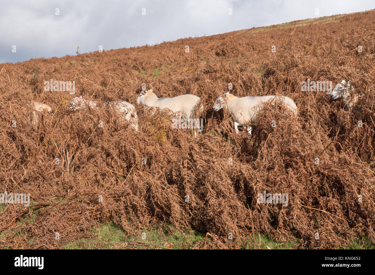 Sheep walking amongst bronze and decaying autumn ferns Stock Photo - Alamy