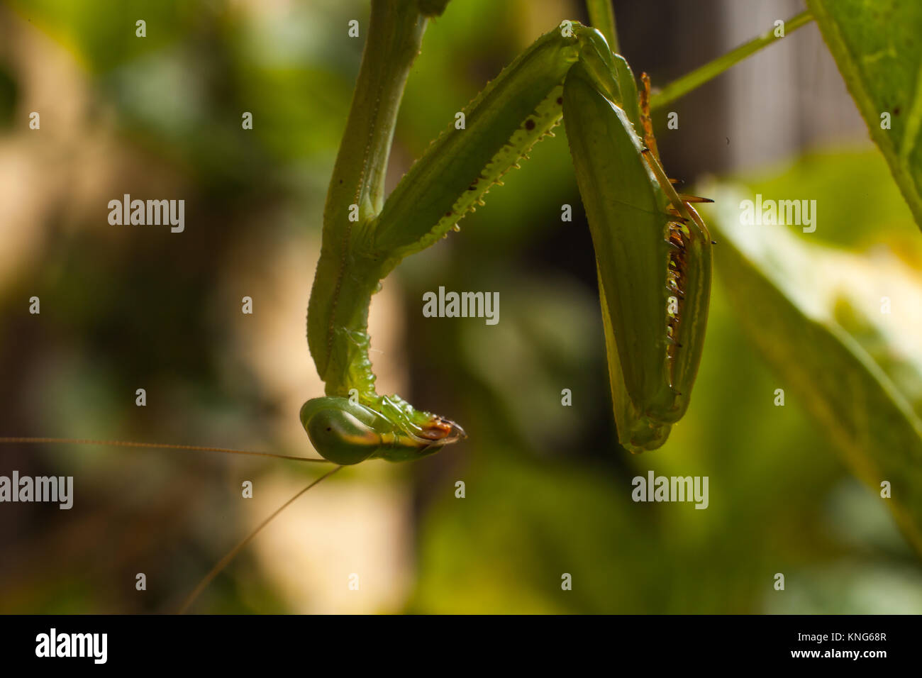Green Praying Mantis Macro 2 Stock Photo - Alamy