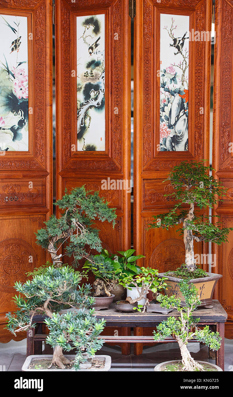 Bonsai screen tree hi-res stock photography and images - Alamy