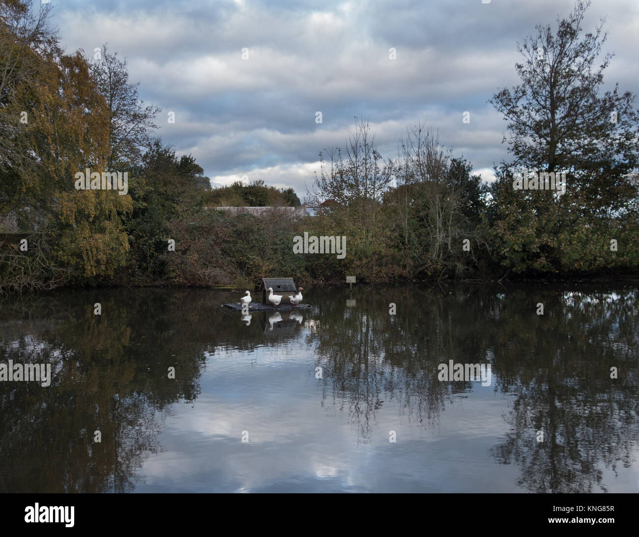 Duckpond hi-res stock photography and images - Alamy