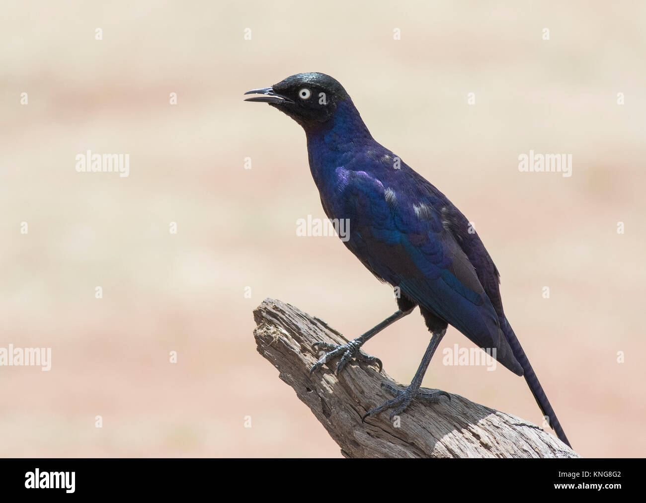 Kenyan starling hi-res stock photography and images - Alamy