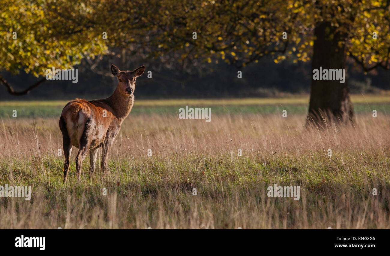 Holkham hall woods hi-res stock photography and images - Alamy