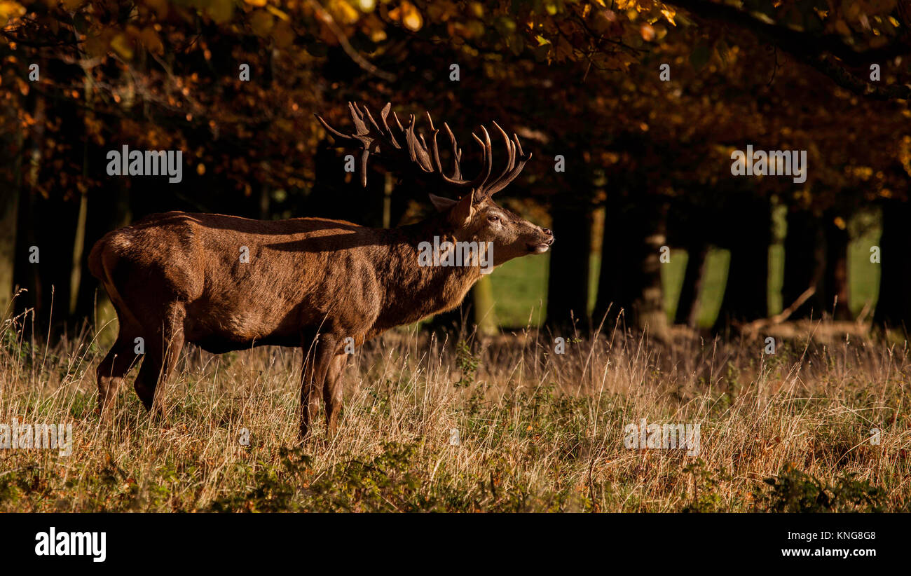 Red Deer Holkham Norfolk Stock Photo - Alamy