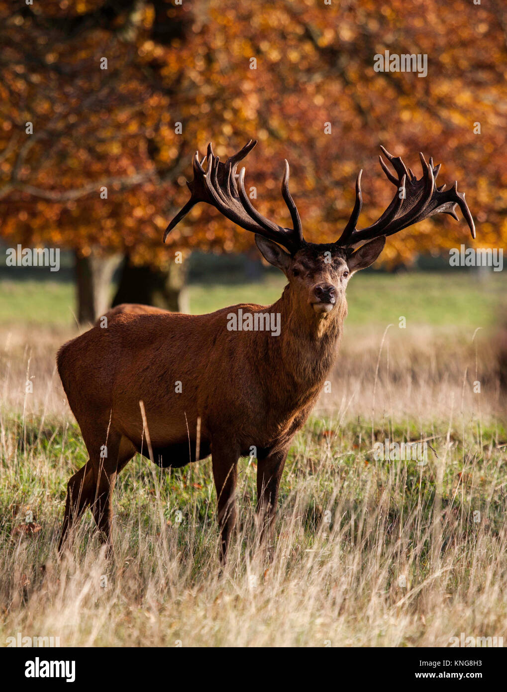 Holkham hall norfolk deer hi-res stock photography and images - Alamy