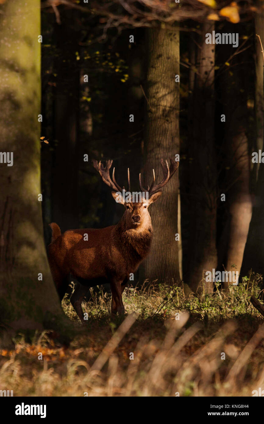 Red Deer Holkham Norfolk Stock Photo - Alamy