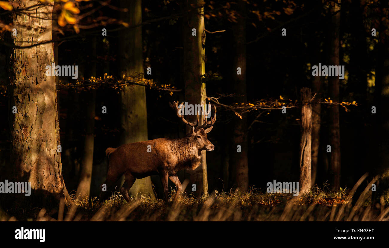 Red Deer Holkham Norfolk Stock Photo - Alamy