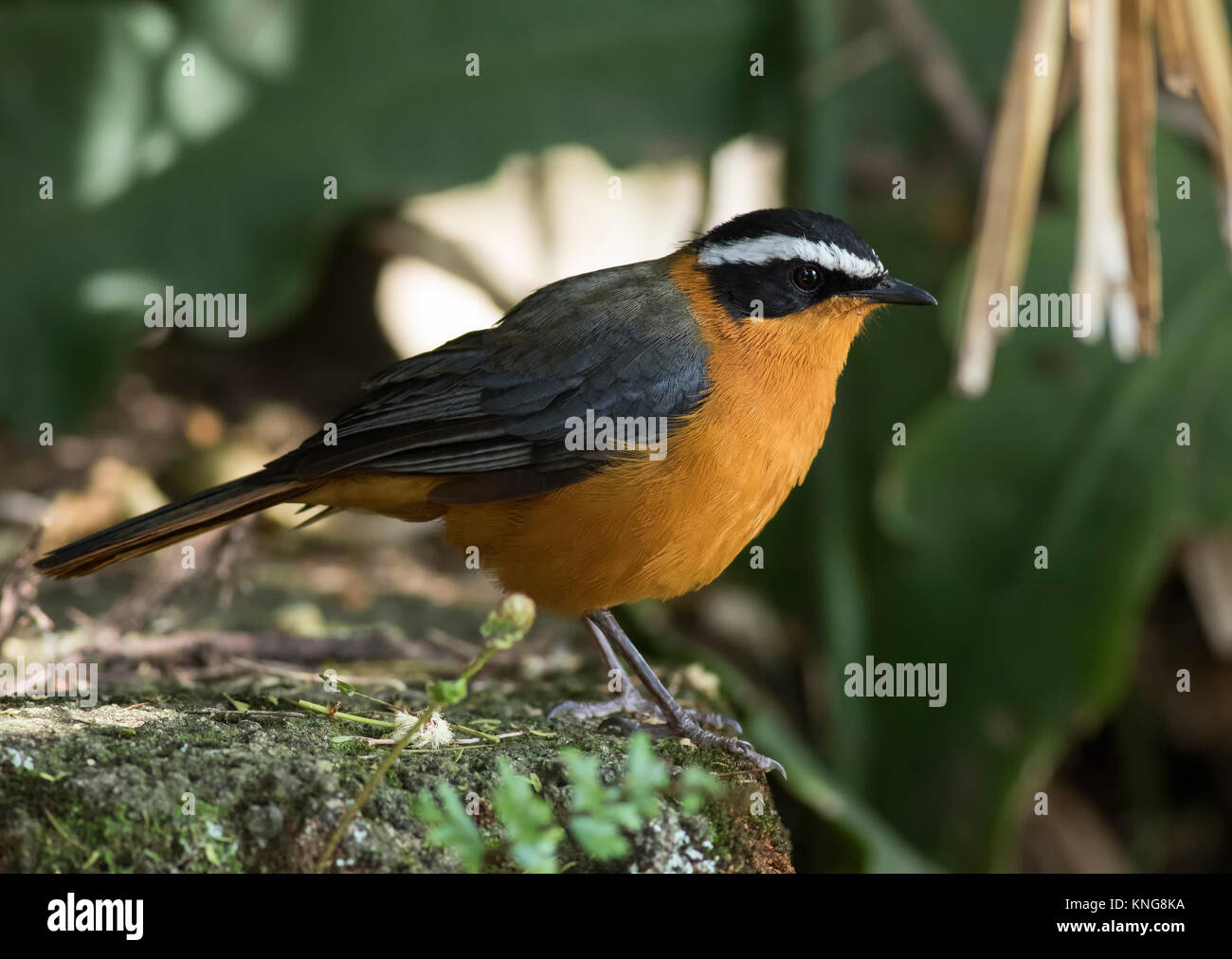 White browed robin chat hi-res stock photography and images - Alamy