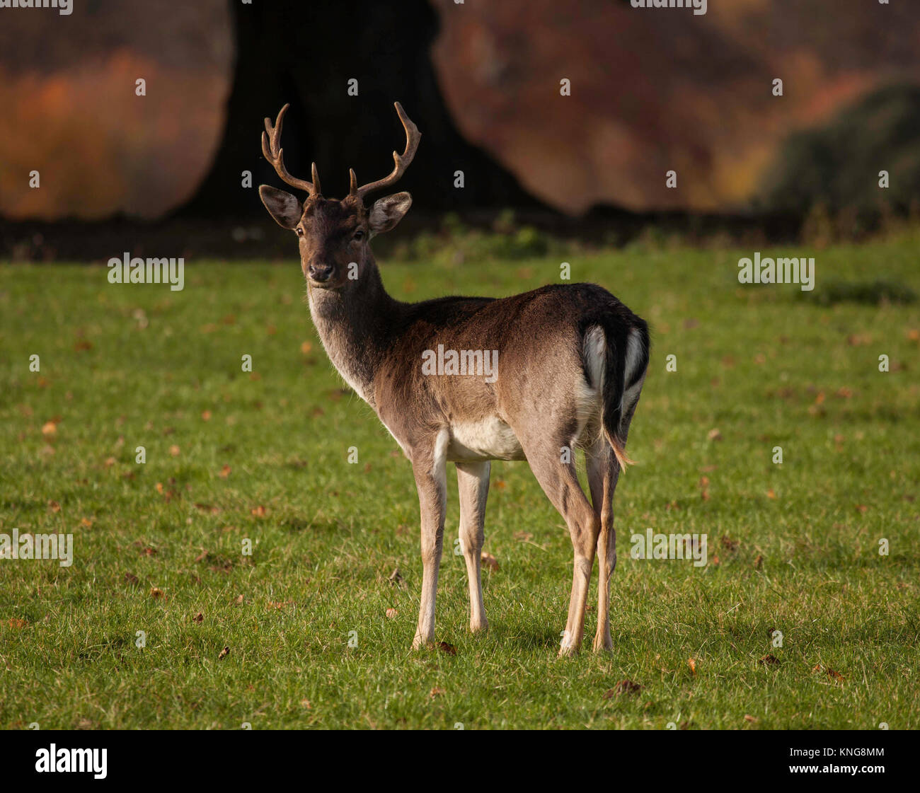 Large Fallow Deer stag Stock Photo - Alamy