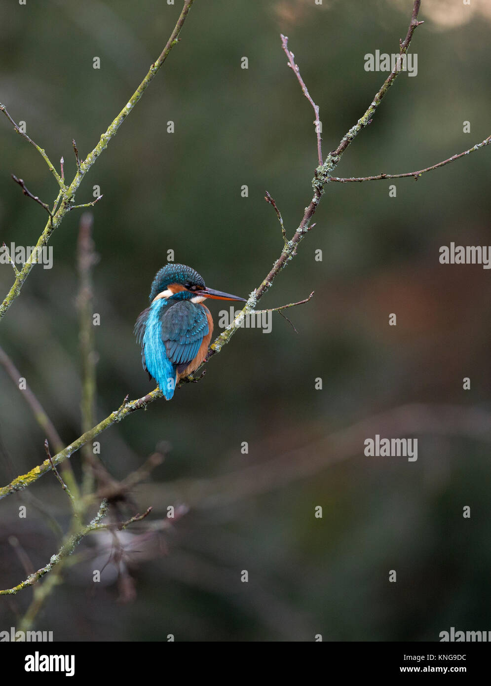 Kingfisher,(Alcedinidae), in a tree, Shropshire borders,uk Stock Photo ...