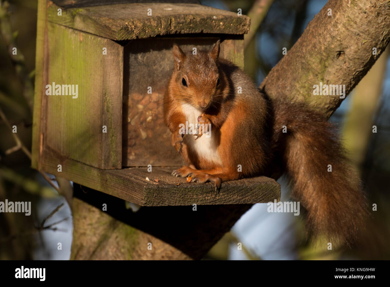 Red squirrel on feeding box Stock Photo - Alamy