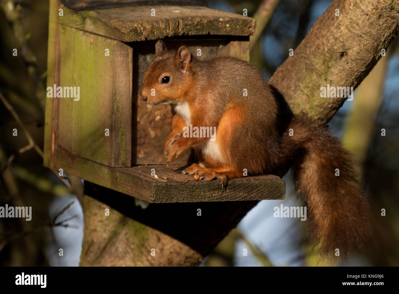 Red squirrel on feeding box Stock Photo - Alamy