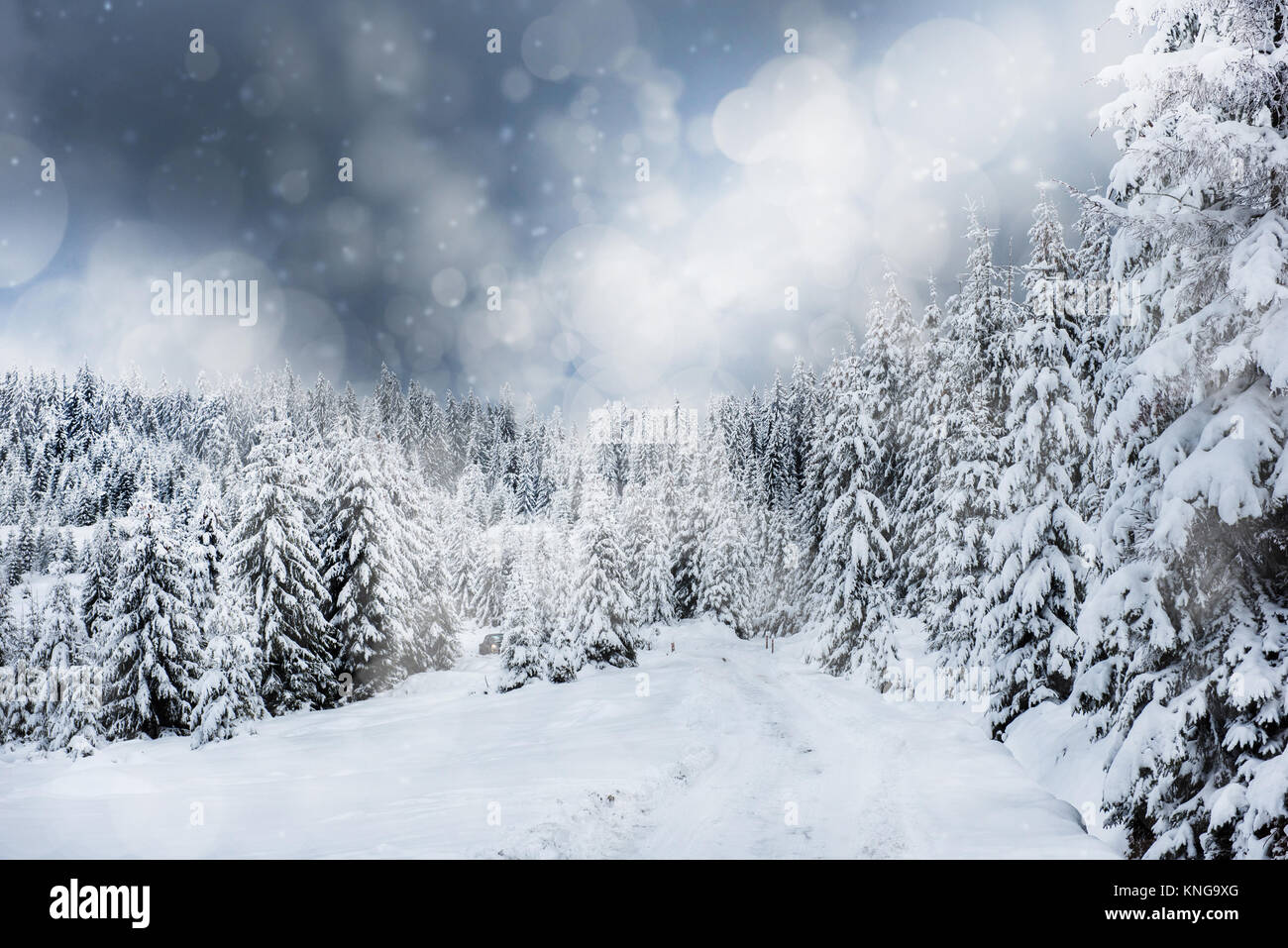 Winter landscape with snowy forest, snowflakes, divine lights ...