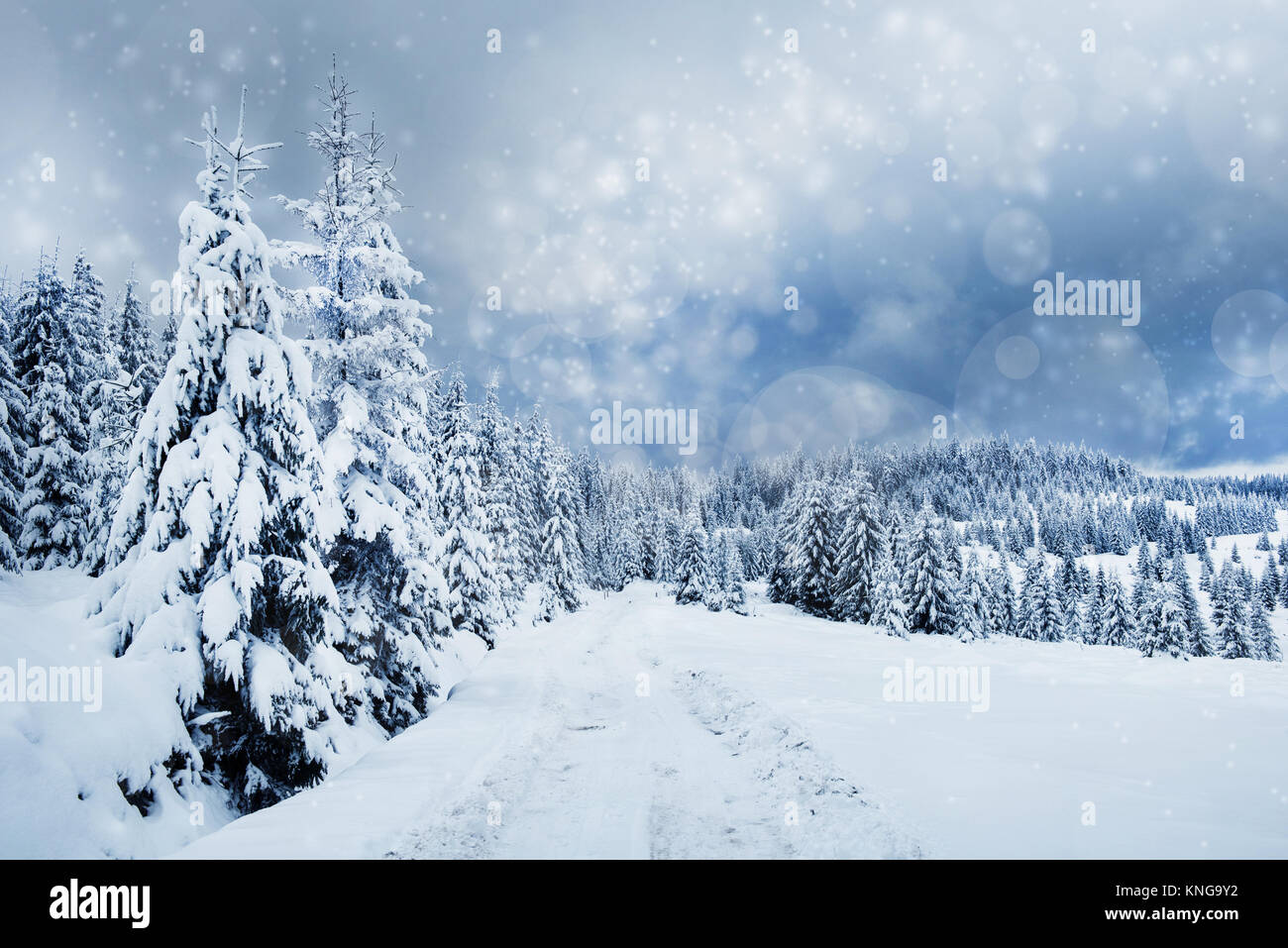 Winter landscape with snowy forest and snowflakes. Christmas concept ...