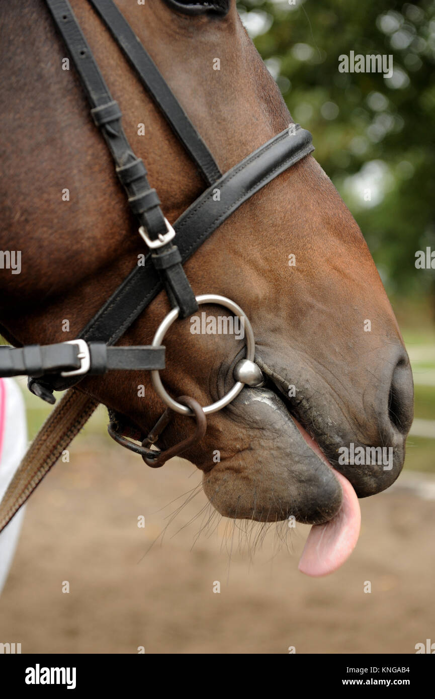 Horse head portrait in harness close up Stock Photo - Alamy