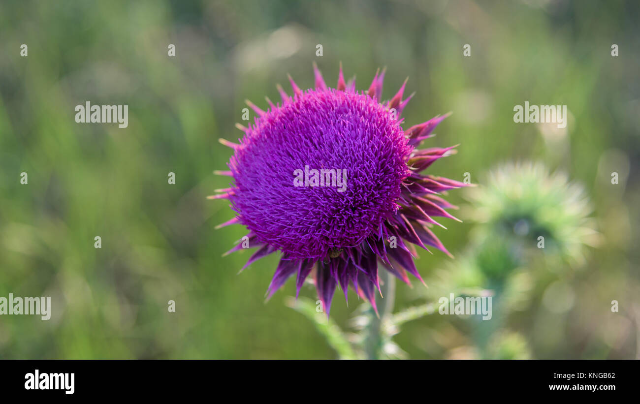 Milk flower hi-res stock photography and images - Alamy