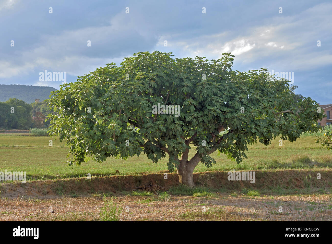 Fig tree silhouette hi-res stock photography and images - Alamy