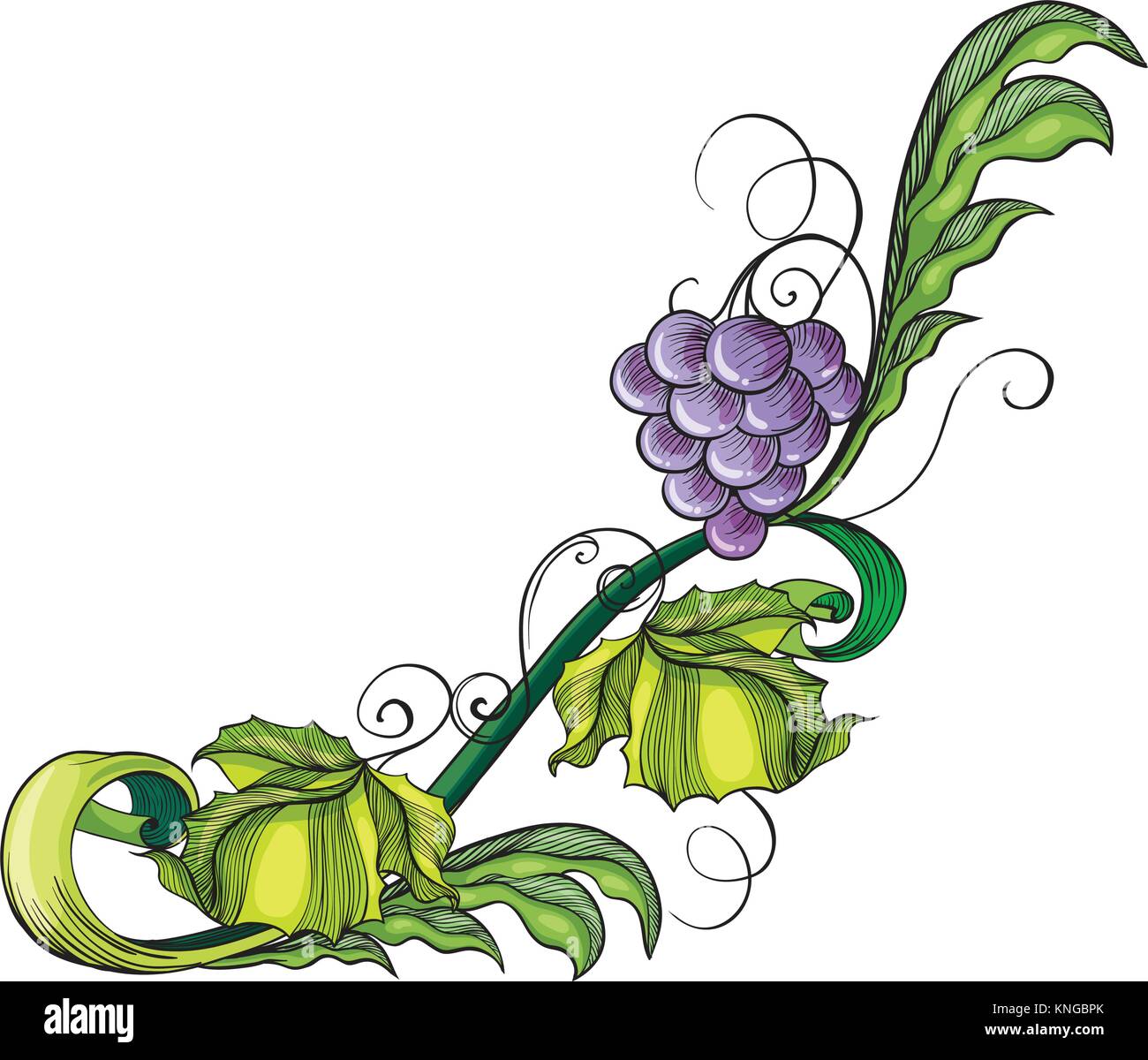 Illustration of a grape vine border on a white background Stock Vector ...