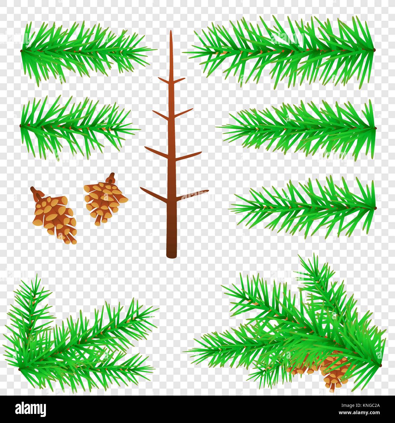 spruce branch transparent background Stock Vector Image & Art - Alamy