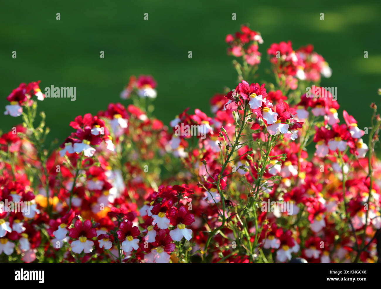 beautiful rare small flowers with white and red two-color petals Stock ...