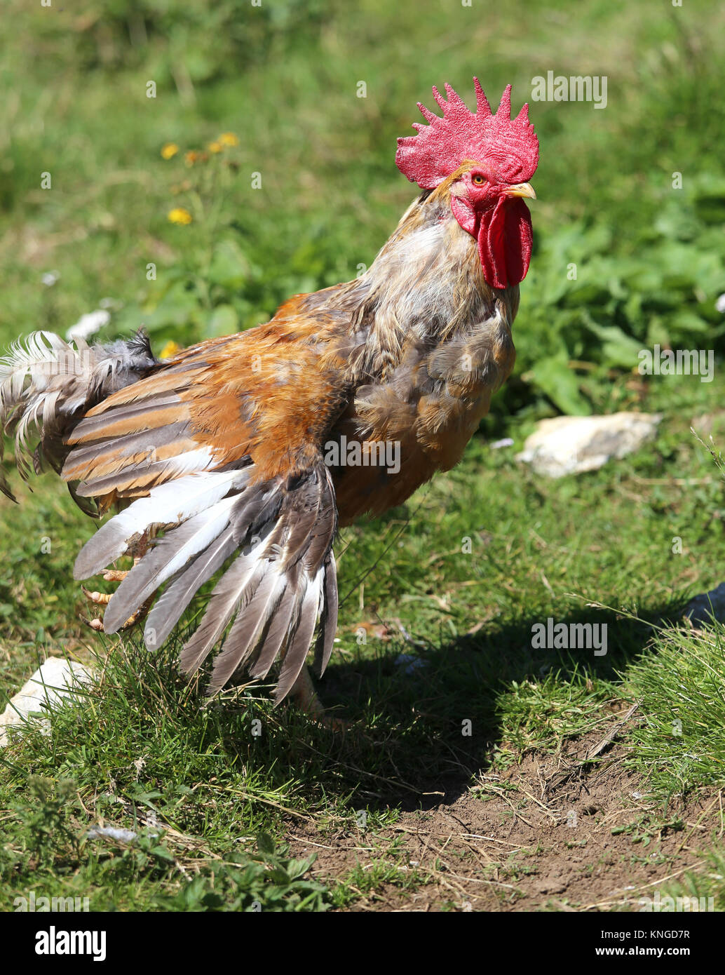 rooster with a big red crest on the head in the chicken outdoors Stock ...