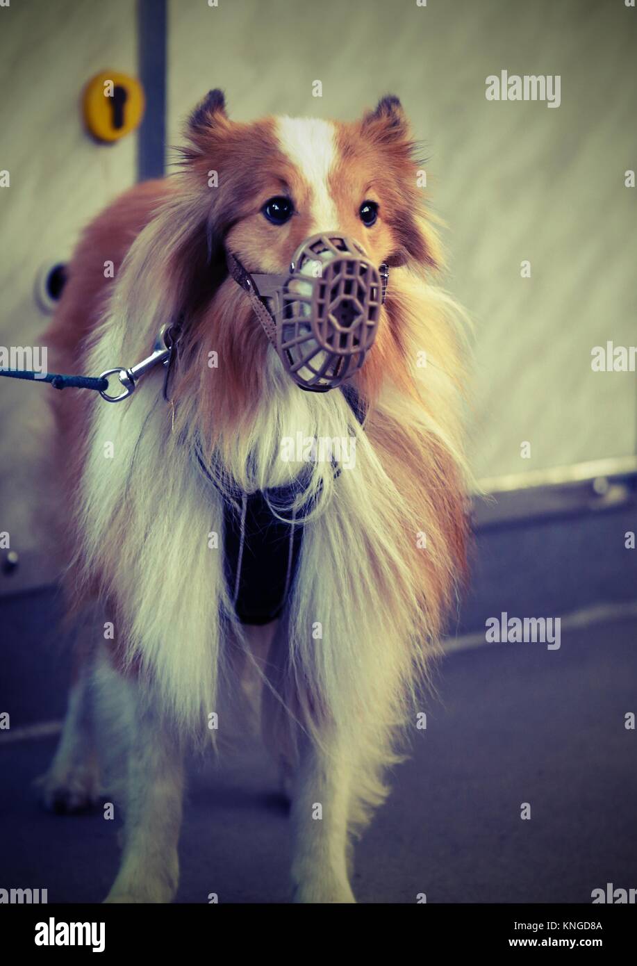 Autobus dog hi-res stock photography and images - Alamy