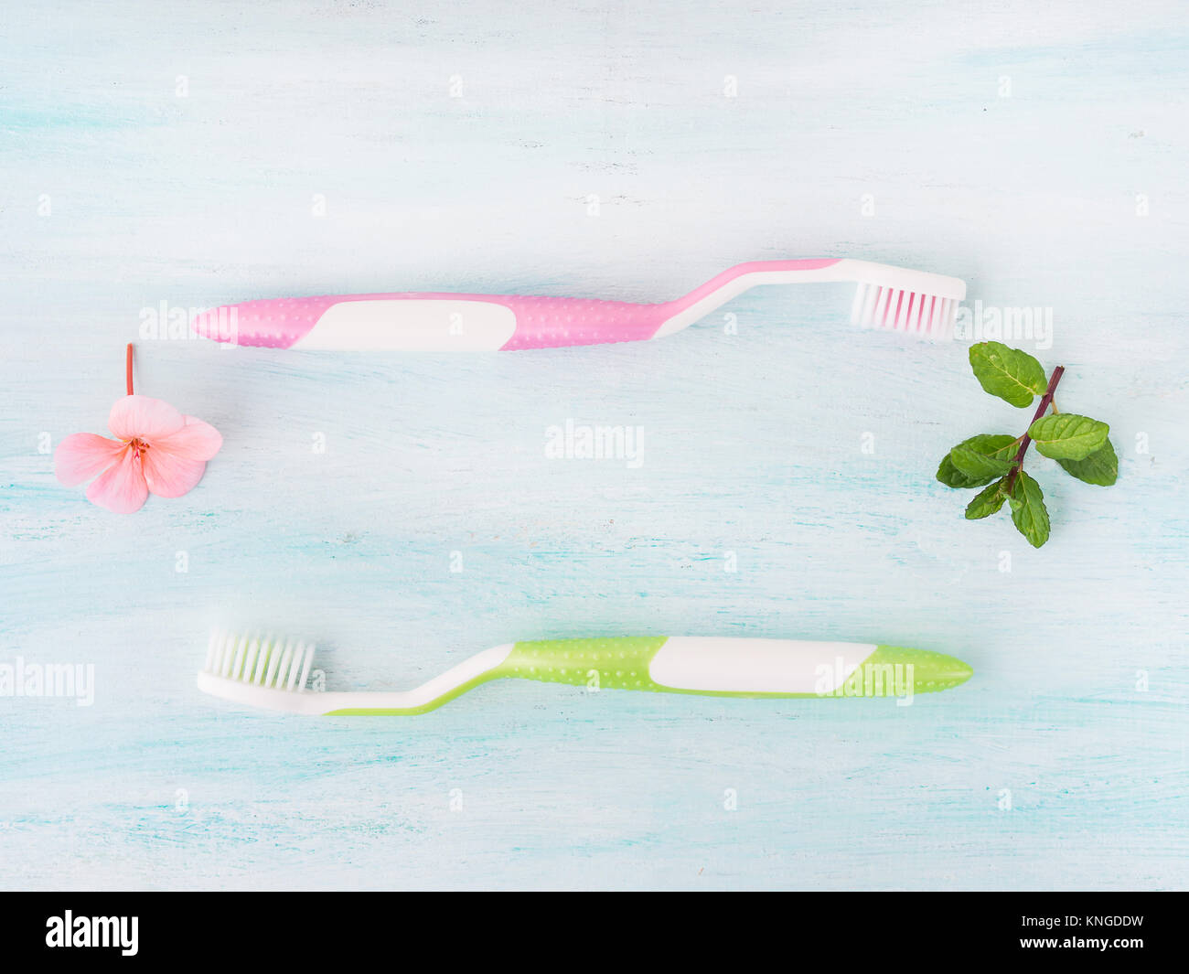 Two pastel toothbrushes with pink flowers mint herb over green textured ... Two pastel toothbrushes with pink flowers mint herb over green textured ...