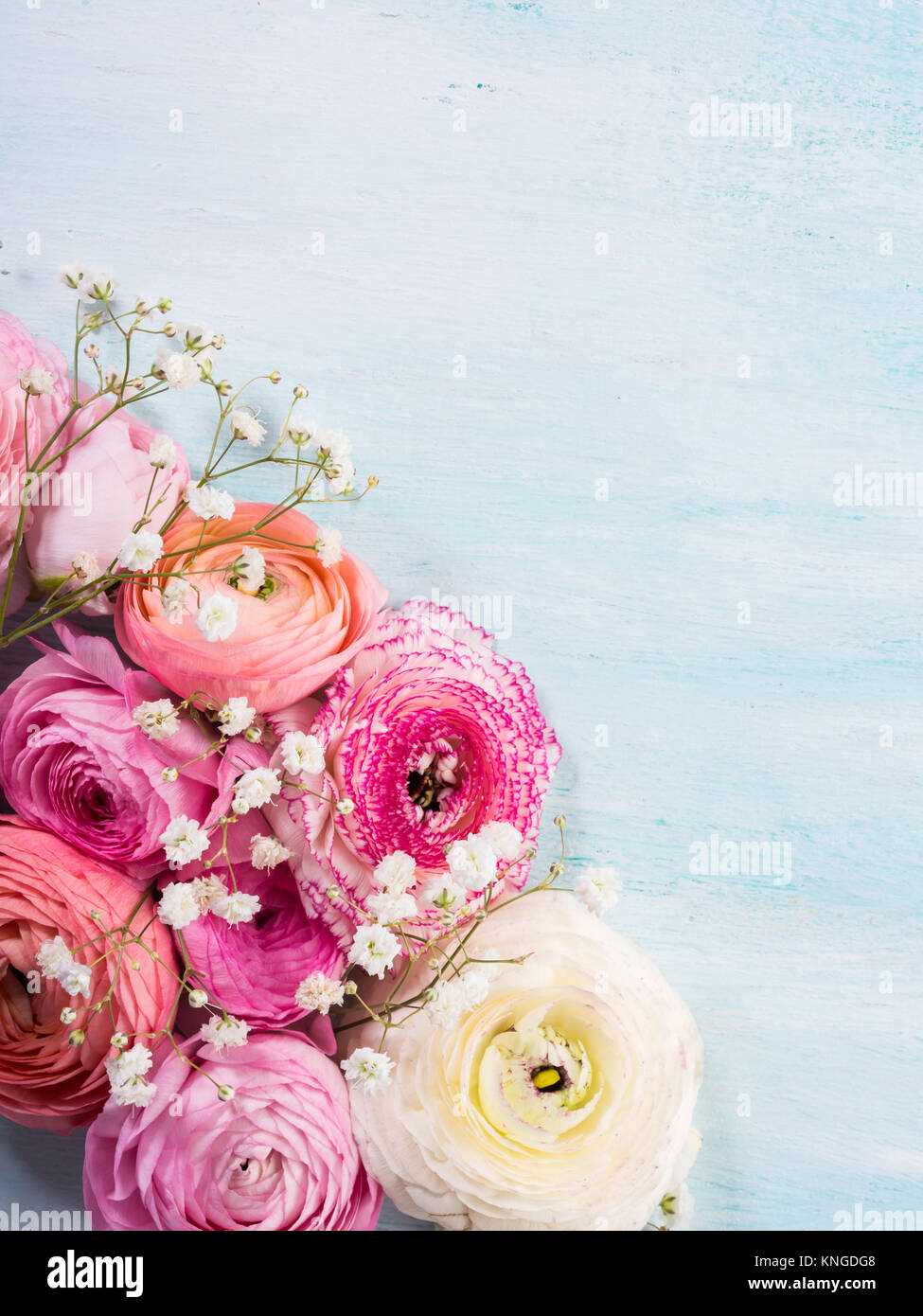 Beautiful pink buttercup frame on turquoise wooden background. Woman ...