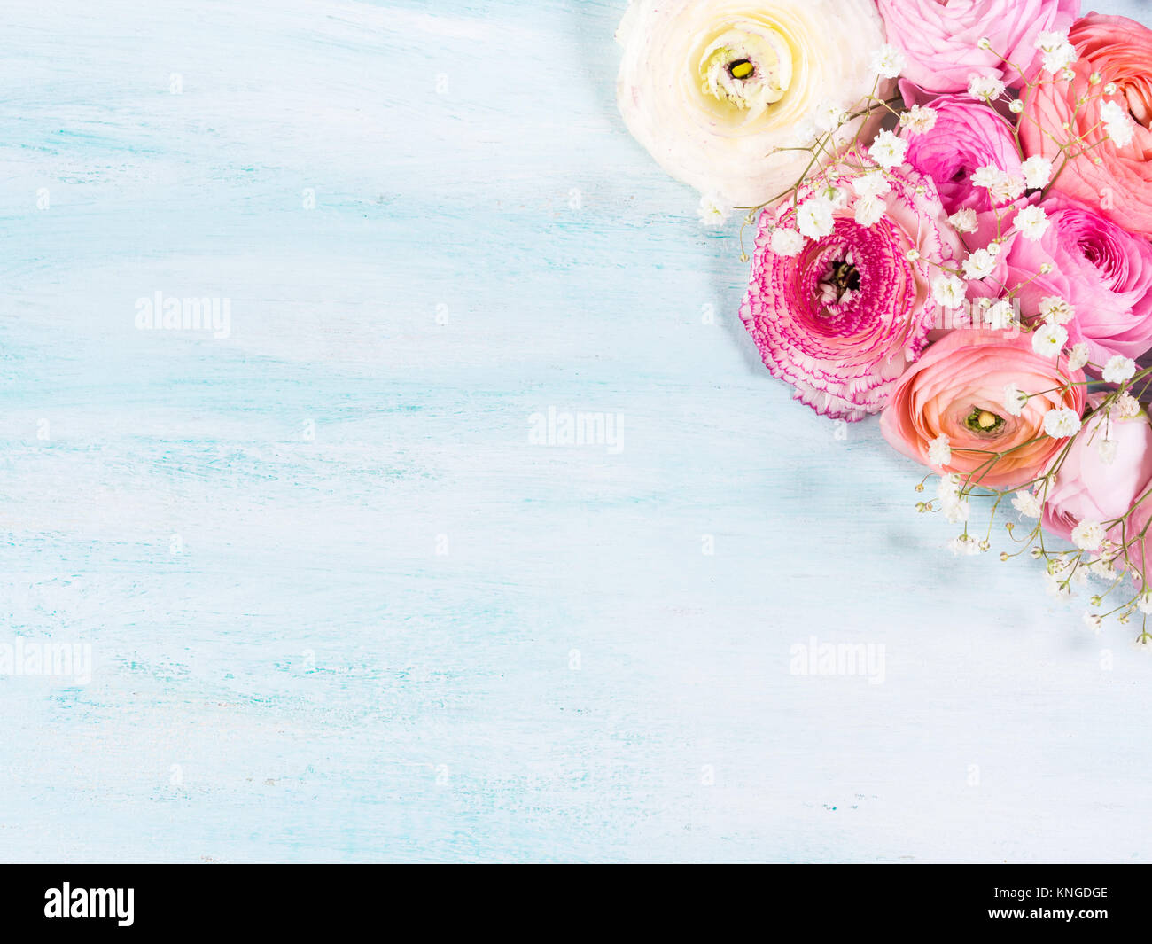 Beautiful pink buttercup frame on turquoise wooden background. Woman ...