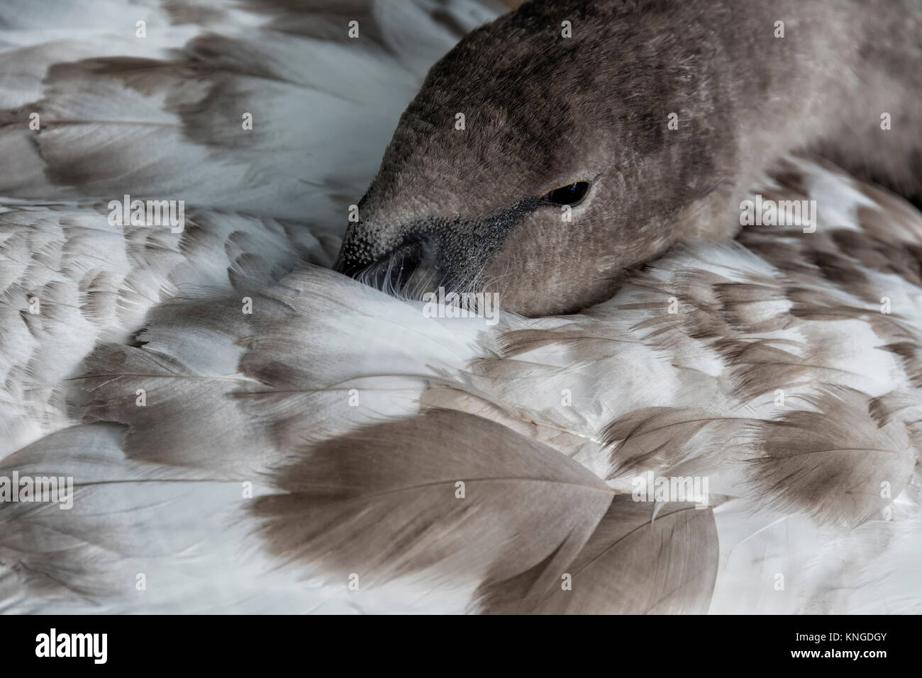 Cygnet head hi-res stock photography and images - Alamy