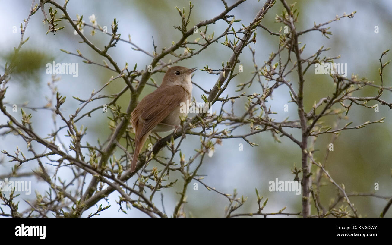 Common nightingale, Luscinia megarhynchos, singing from a tree at ...