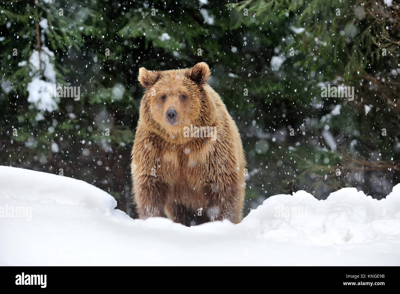 Wild brown bear in winter forest Stock Photo - Alamy