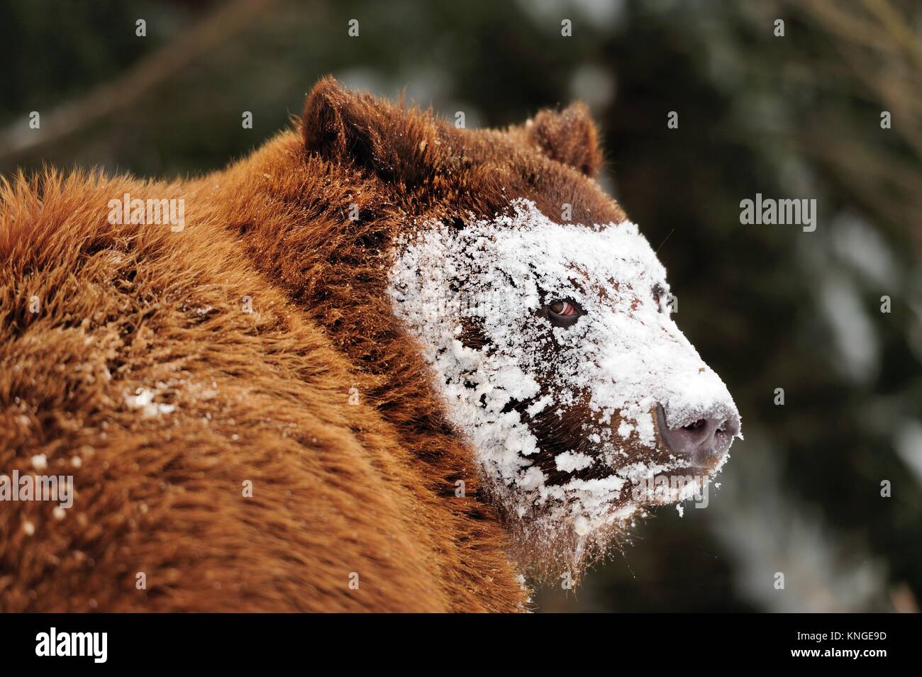 Close-up portrait wild brown bear Stock Photo - Alamy