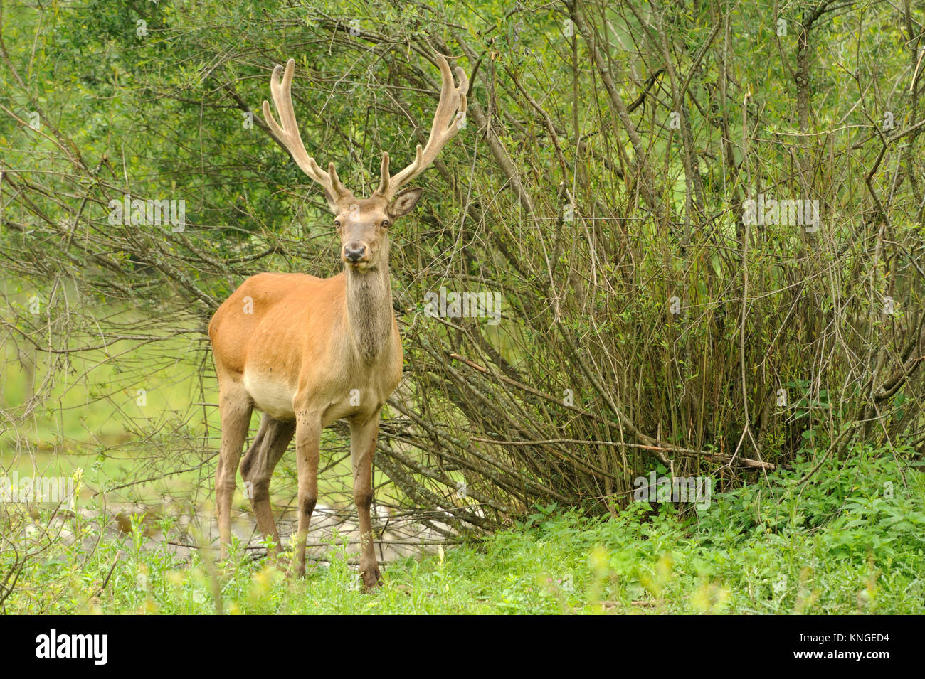 The Natural Habitat Of The Red Deer Is Forest High Resolution Stock ...