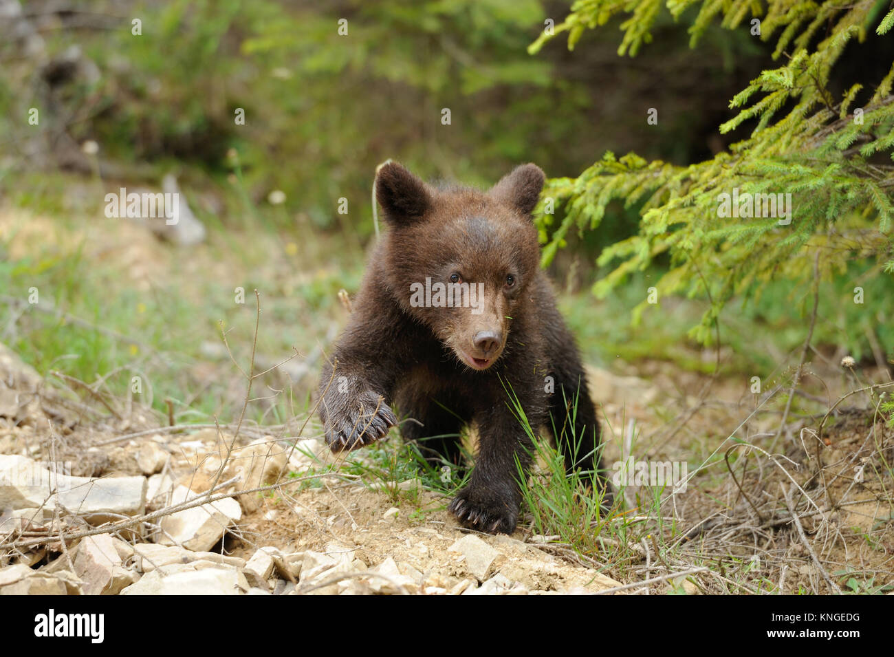 Brown bear cub in a forest Stock Photo - Alamy