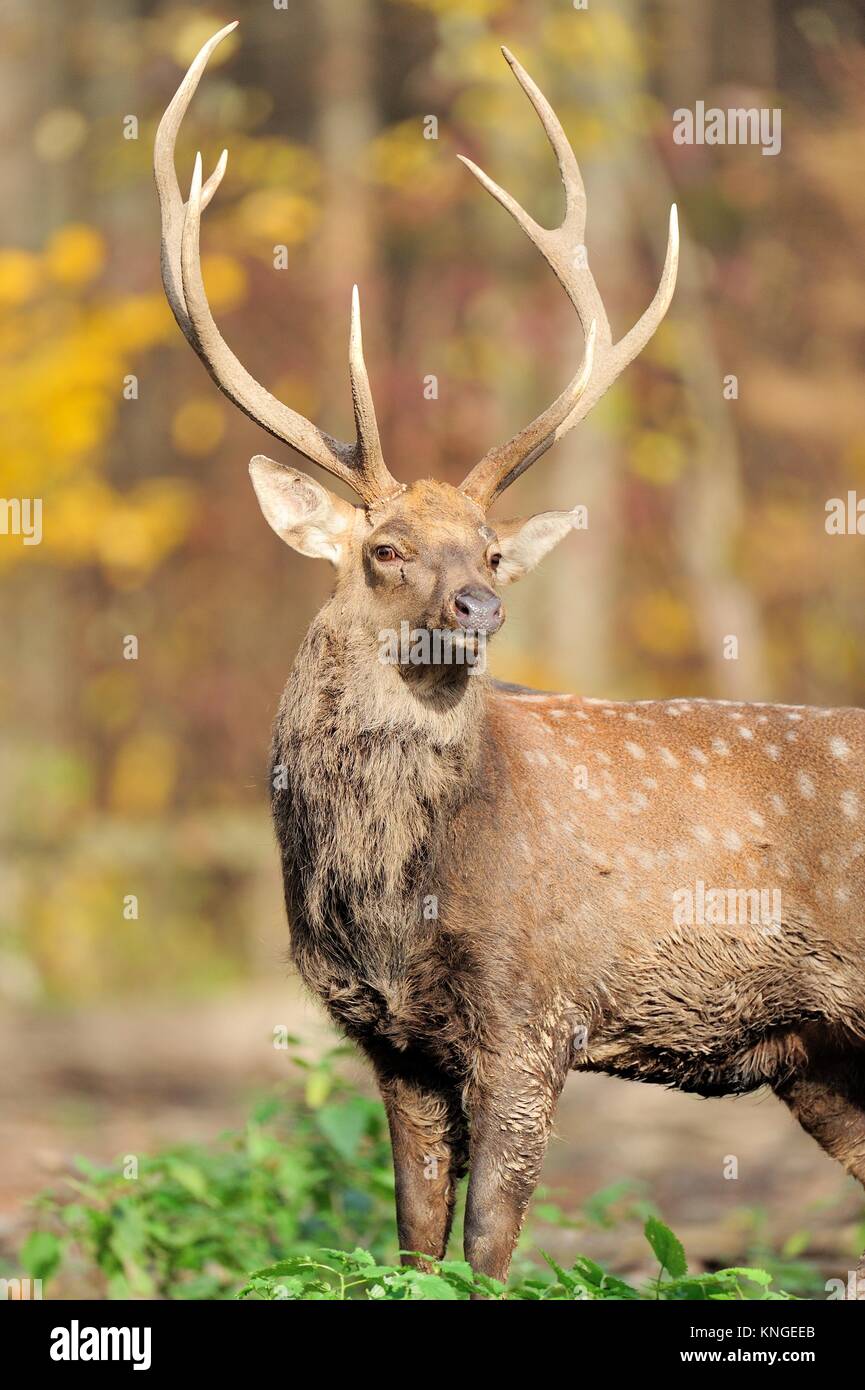 Deer in autumn forest Stock Photo - Alamy