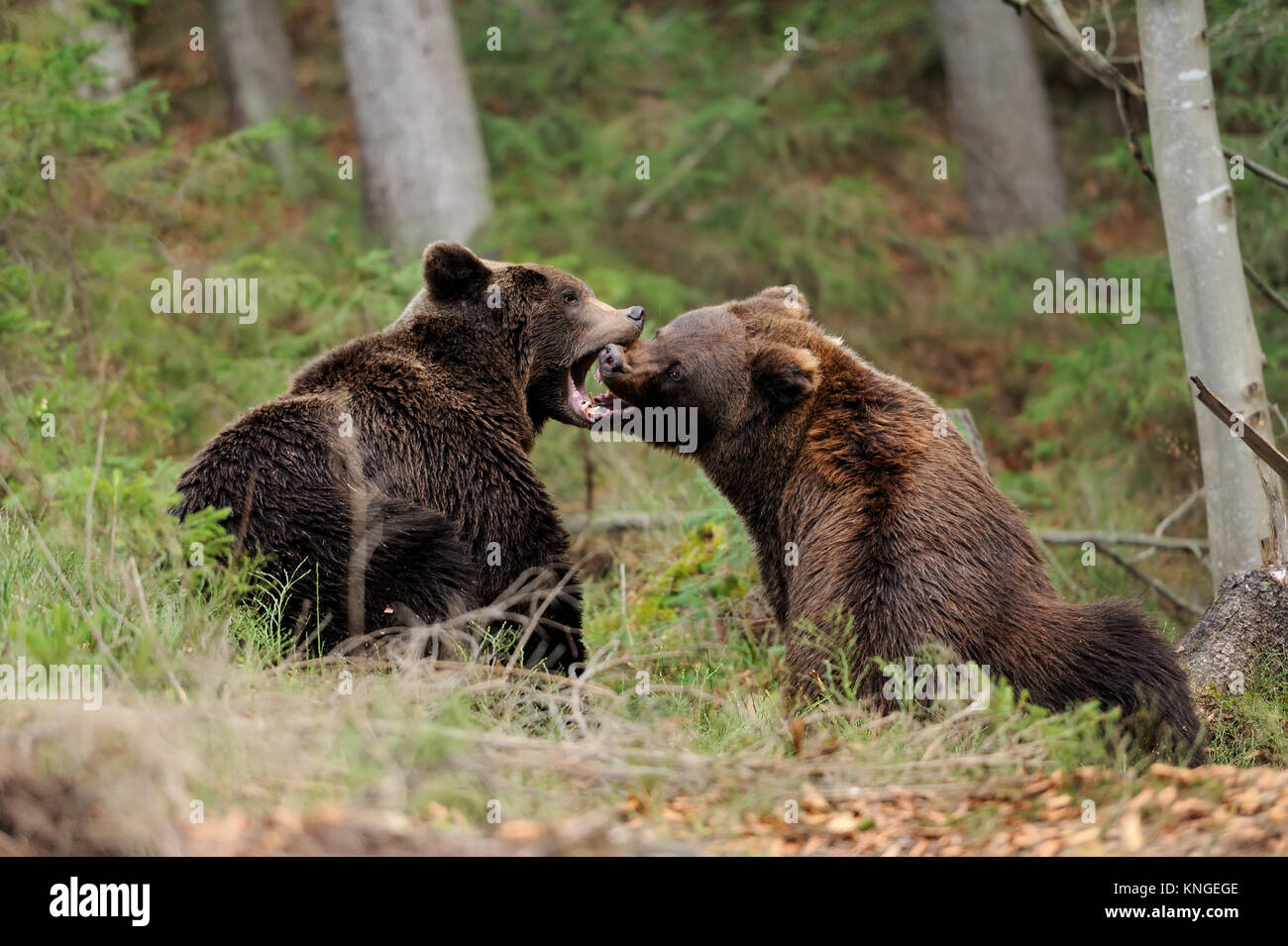A brown bear in the forest Stock Photo - Alamy