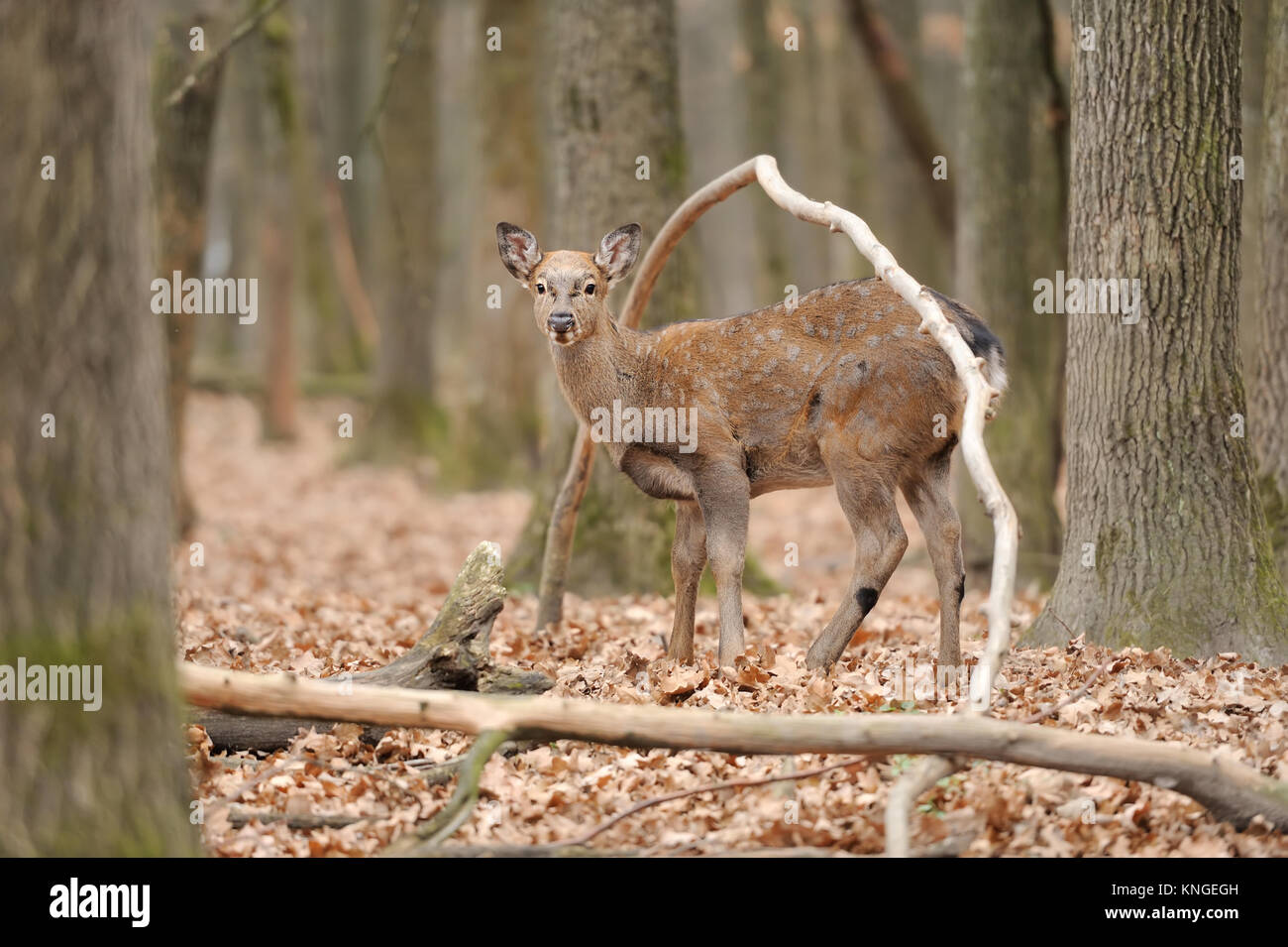 Beautiful Red Deer in forest Stock Photo - Alamy