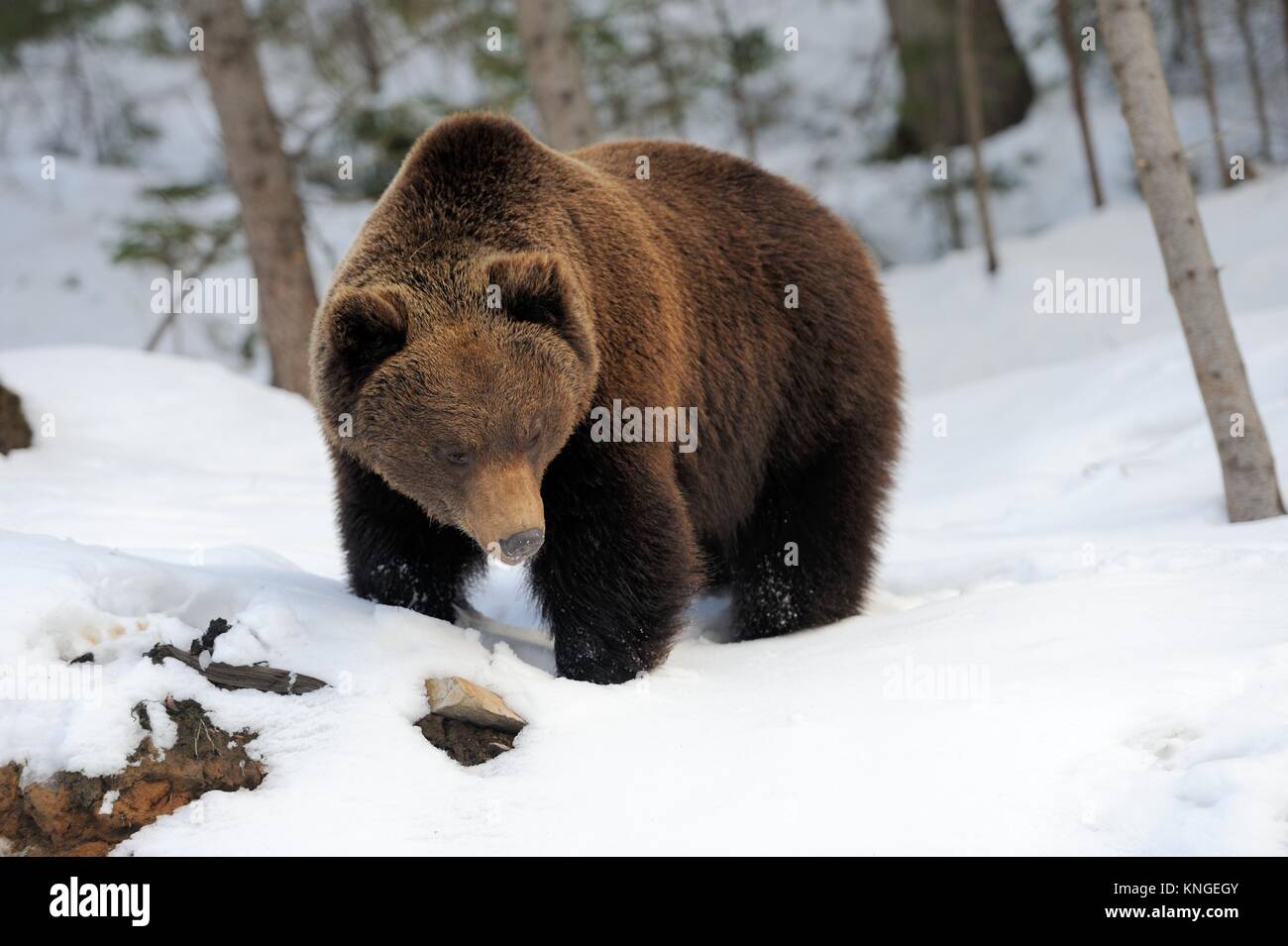 Bear in winter forest Stock Photo - Alamy