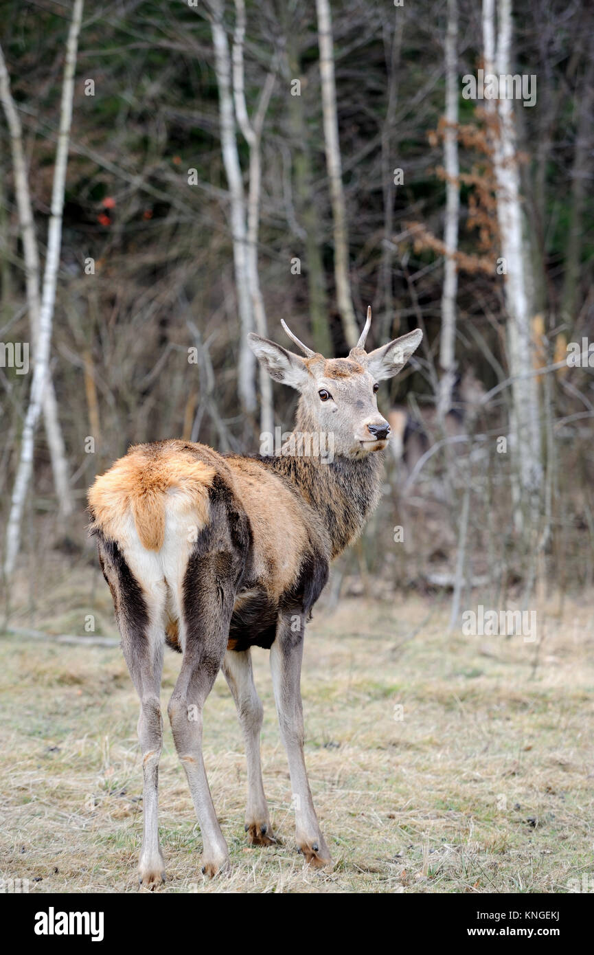 White tailed deer head neck hi-res stock photography and images - Alamy