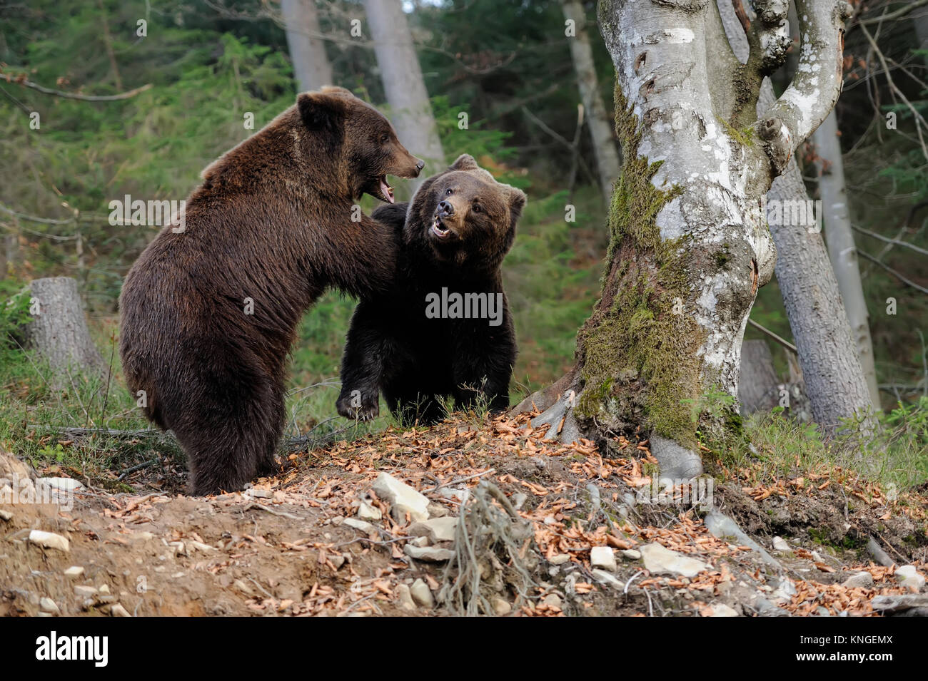 A big brown bear in the forest Stock Photo - Alamy