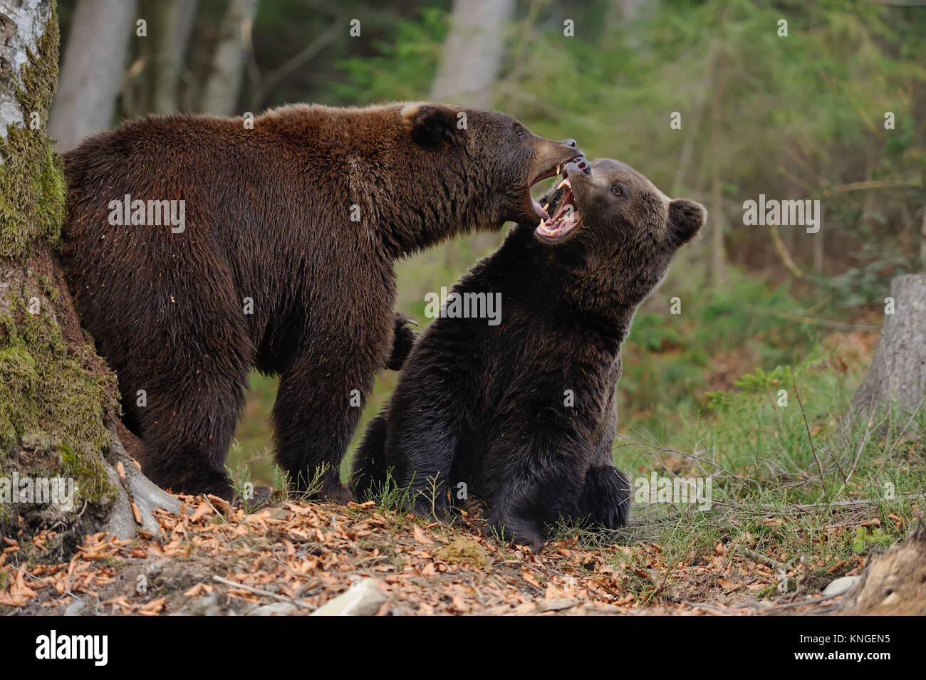 Big bear tree hi-res stock photography and images - Alamy