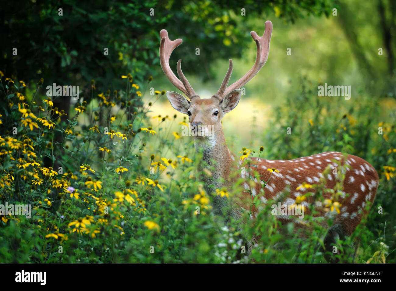 Whitetail Deer standing in summer wood Stock Photo - Alamy