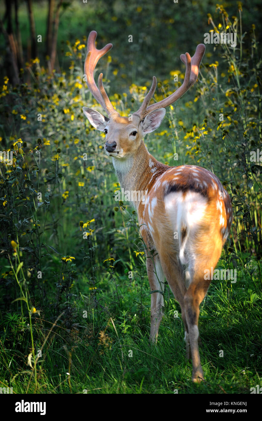 Standing Whitetail Deer