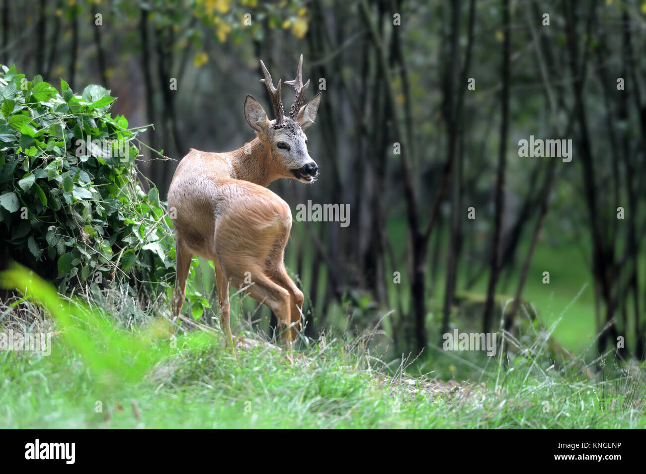 Young deer in summer forest Stock Photo - Alamy
