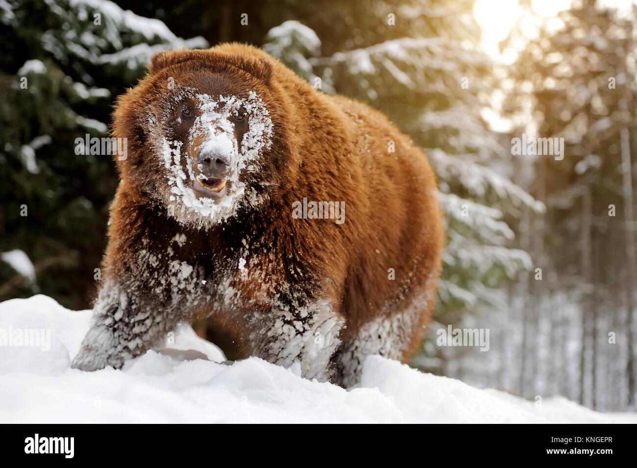 Big brown bear in winter forest Stock Photo - Alamy