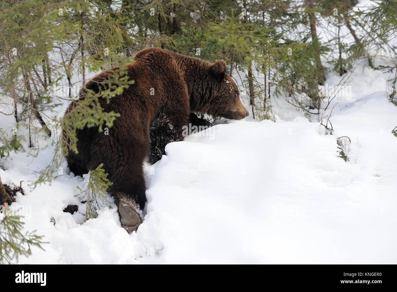 Snow in big bear woods hi-res stock photography and images - Alamy