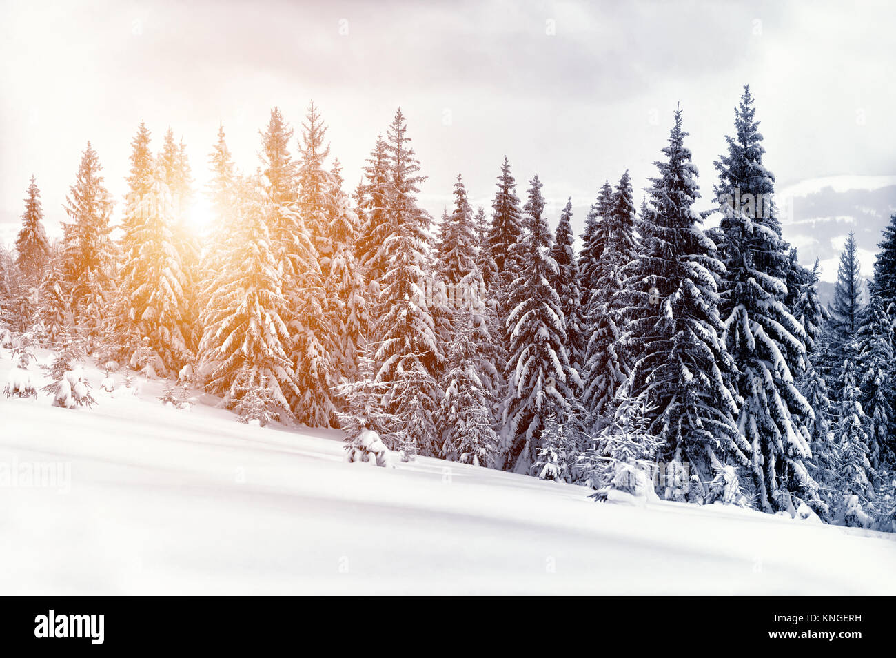 Beautiful winter landscape with snow covered trees Stock Photo - Alamy