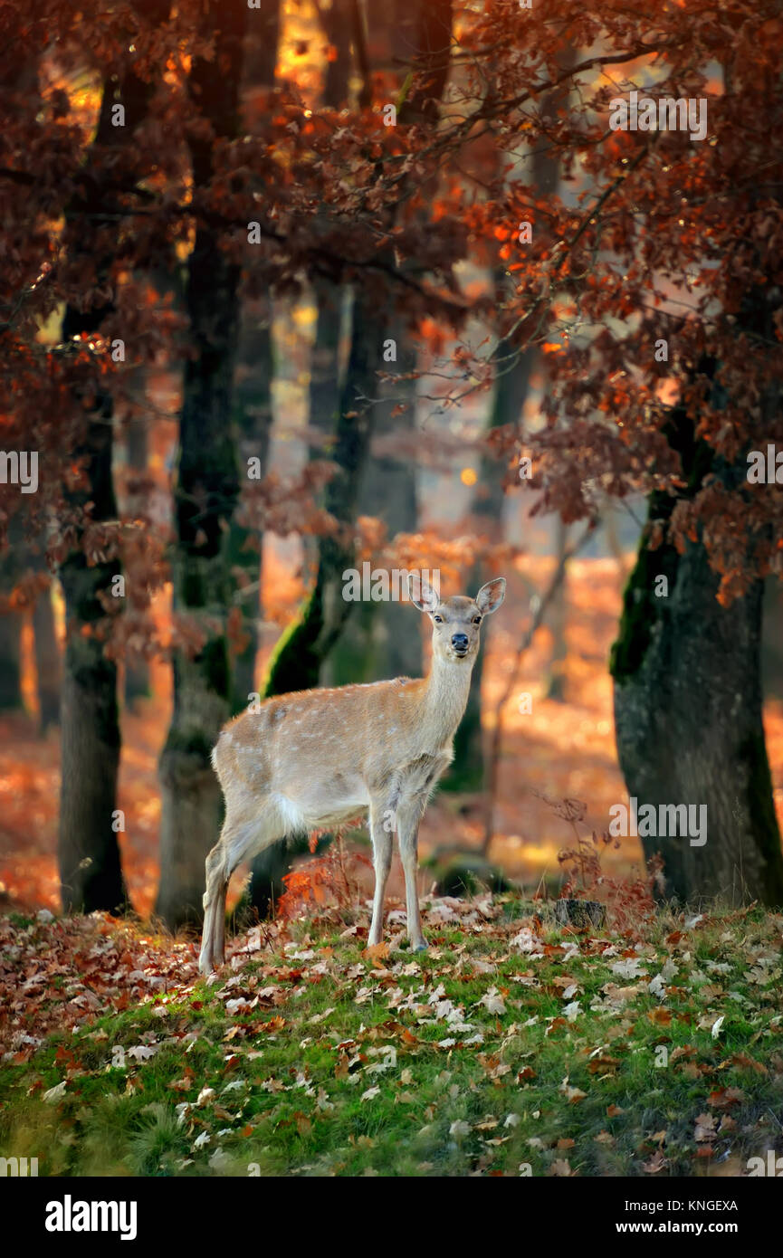 Close-up young whitetail deer standing in autumn day Stock Photo - Alamy