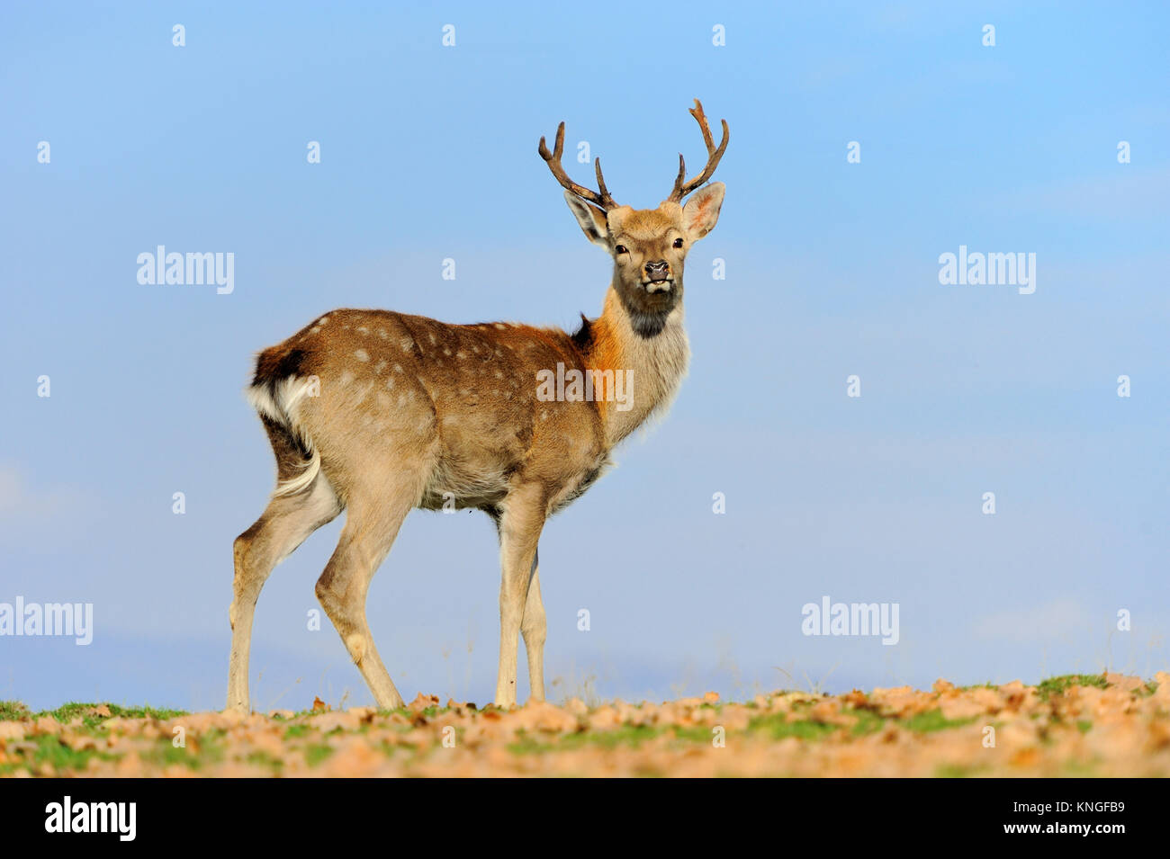 Close-up young whitetail deer standing in autumn day Stock Photo - Alamy